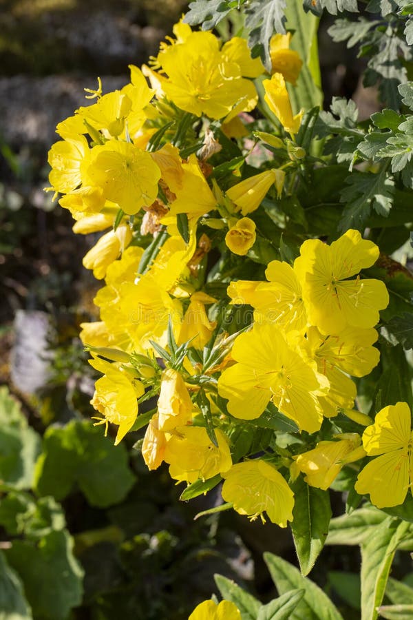 Oenothera Tetragona, the Glaucous Evening Primrose Stock Photo - Image ...