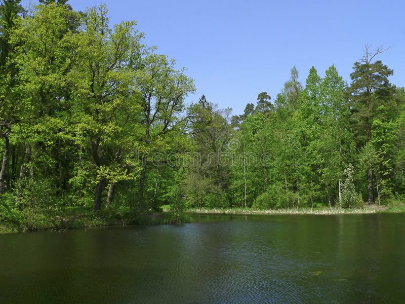 Oerwoud, bomen met klimop stock foto. Image of boog, idyllisch - 17789180