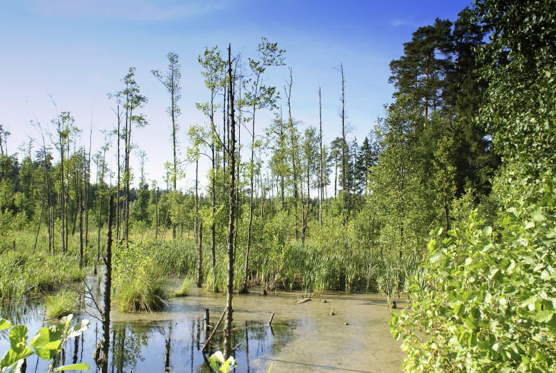 Oerwoud. stock afbeelding. Image of uitgelijnd, klimaat - 10530869