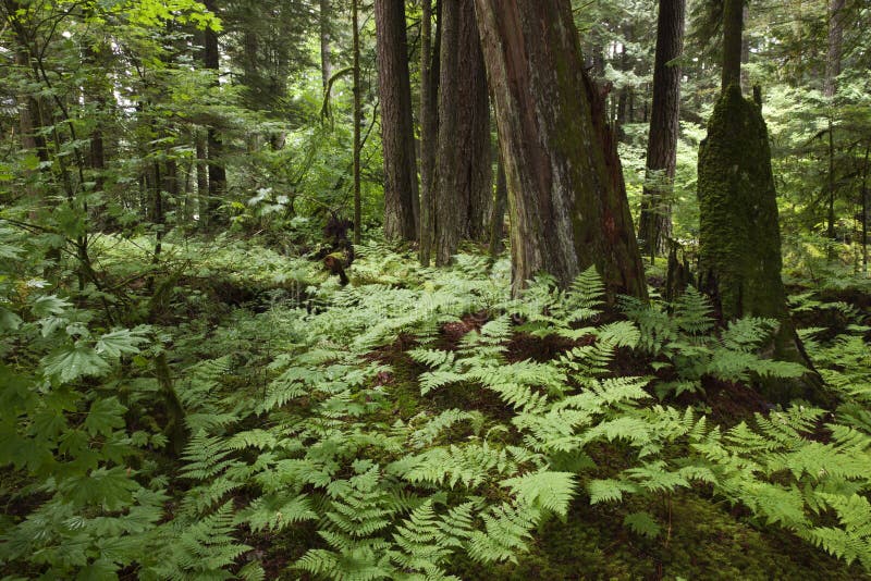 Oerwoud stock foto. Image of installaties, maagdelijk - 21306818