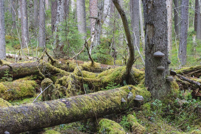 Oerwoud stock foto. Image of groen, water, park, genaturaliseerd - 6856354
