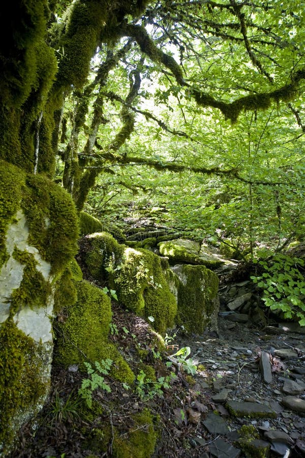Oerwoud stock afbeelding. Image of rots, landschap, maagdelijk - 2903785