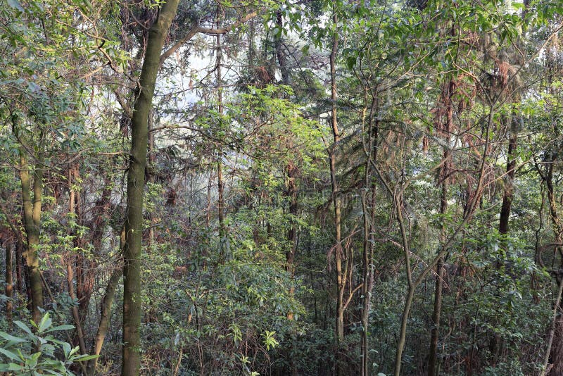 Oerwoud stock afbeelding. Afbeelding bestaande uit ongerept - 39936689