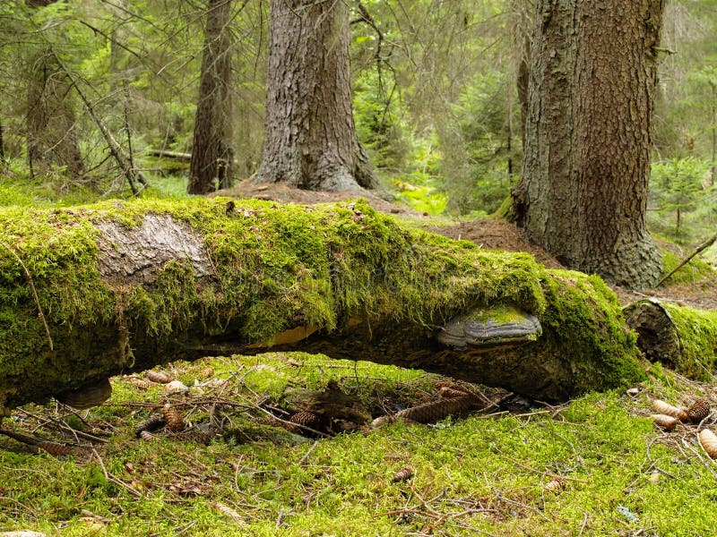 Oerwoud stock foto. Image of gebladerte, groot, hemel - 7847774