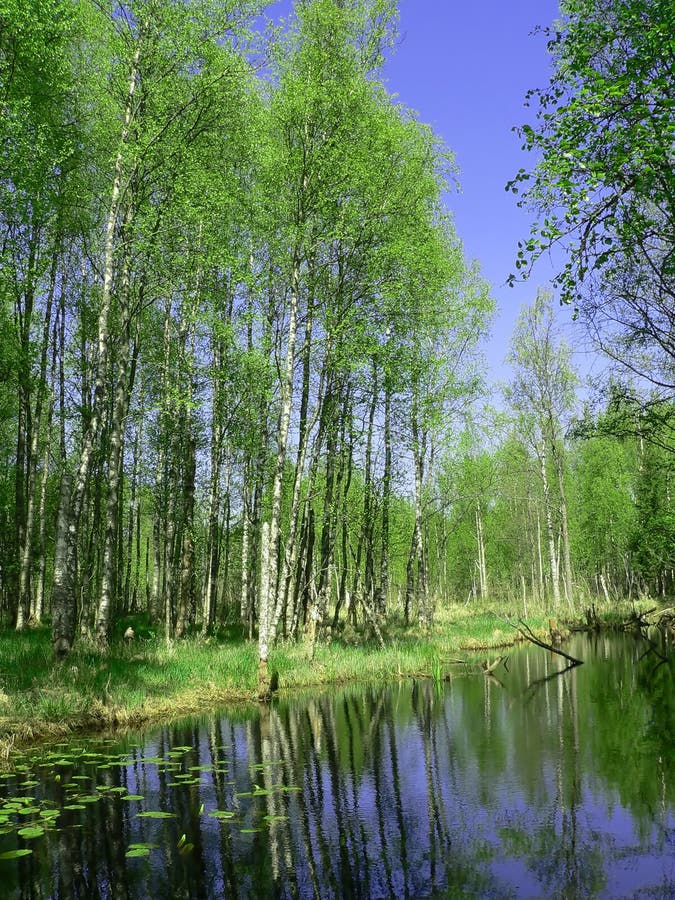Oerwoud, bomen met klimop stock foto. Image of boog, idyllisch - 17789180