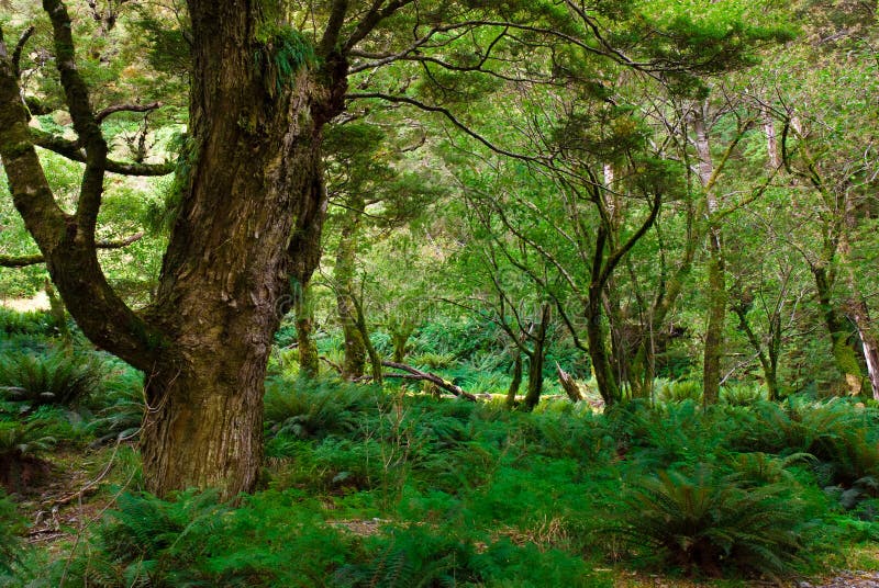 Oerwoud op routeburnspoor stock foto. Image of rotsen - 6613876