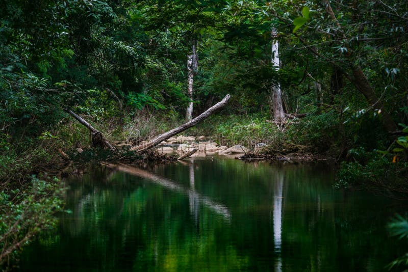 Oerwoud, bomen met klimop stock foto. Image of boog, idyllisch - 17789180