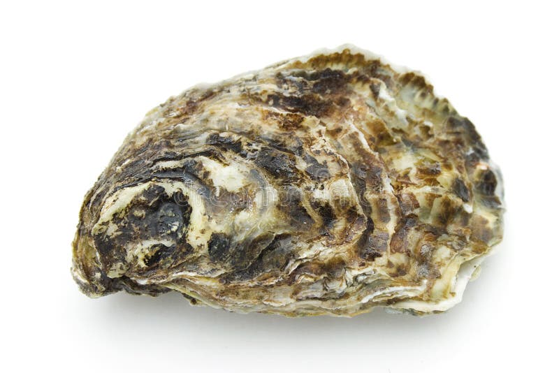 Oester stock afbeelding. Image of voorgerecht, diner, schaaldier - 6938841
