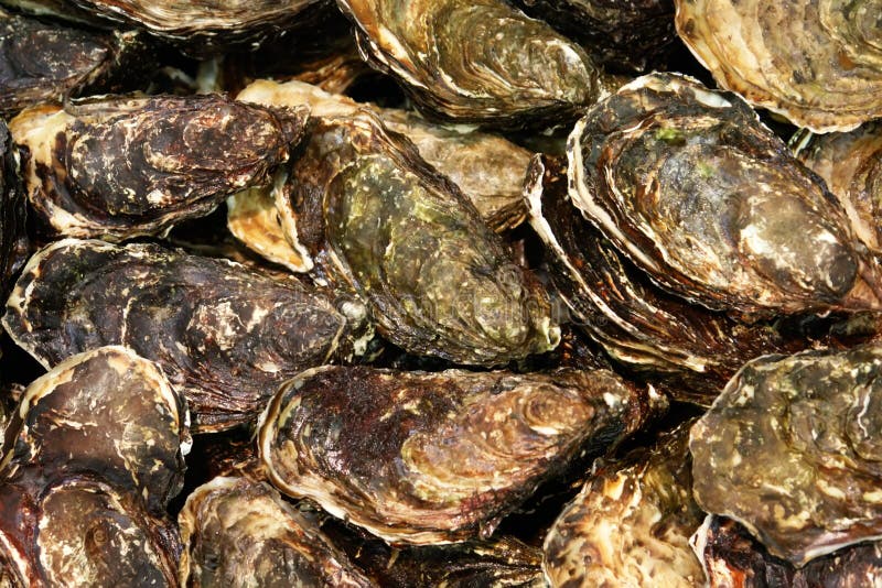 Open oester met parel stock afbeelding. Image of kostbaar - 7306561