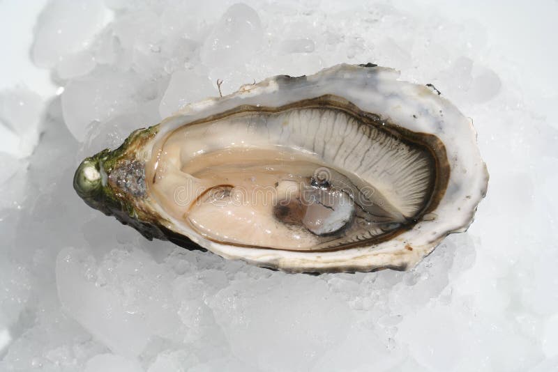 Oesters met Parel stock afbeelding. Image of voedsel - 11419043