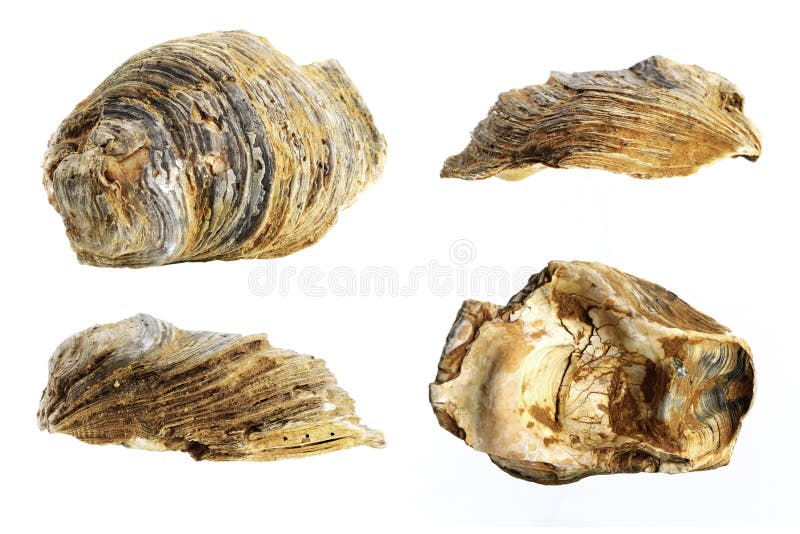 Fossiele Varen stock afbeelding. Image of gebladerte - 35802705