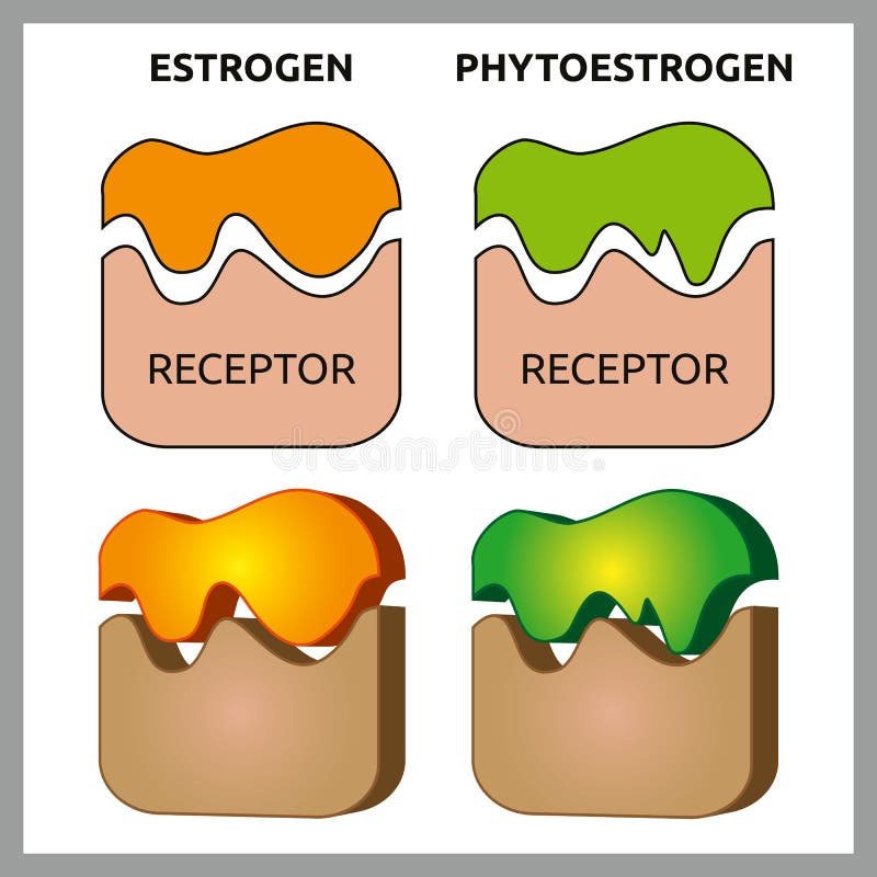 Oestrogeen En Phytoestrogen-Receptoren Vector Illustratie ...