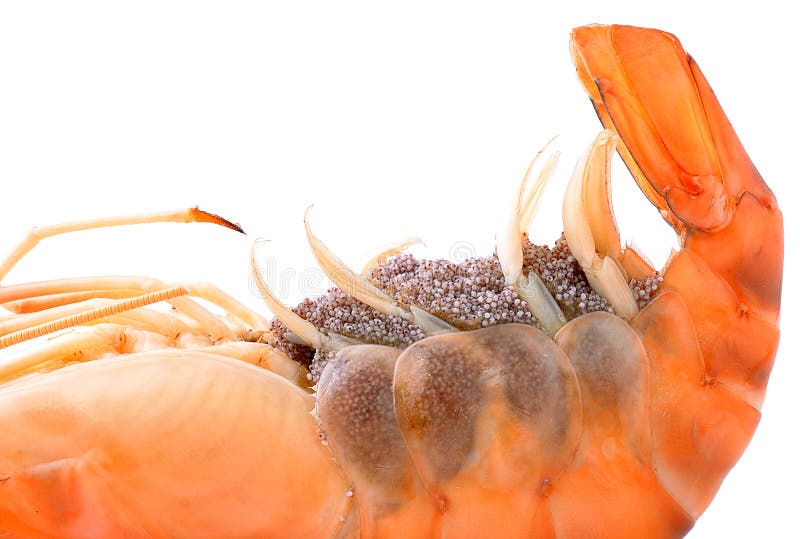 Oeuf de crevette image stock. Image du oeuf, seafood - 40507935