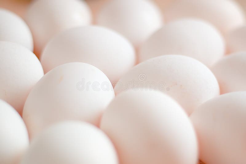 30 oeufs blancs photo stock. Image du plusieurs, épicerie - 38212222