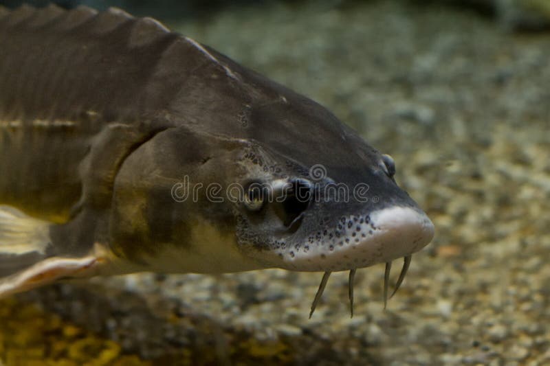 Le Caviar De Poissons D'esturgeon Eggs Sous L'eau Photo stock - Image ...