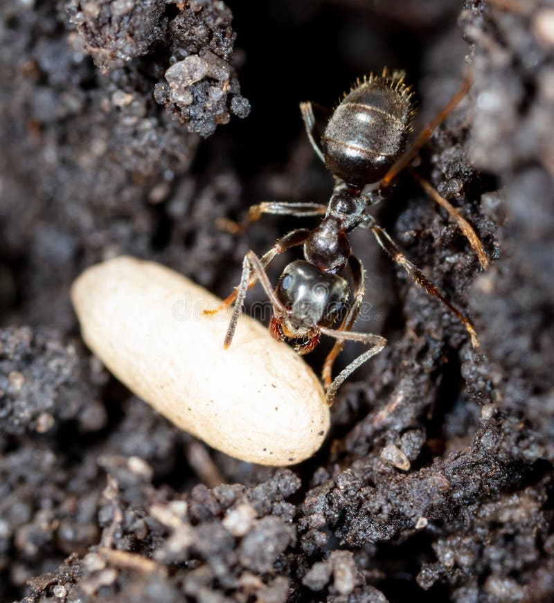 Oeufs De Fourmis Blanche En Nature Image stock - Image of normal ...