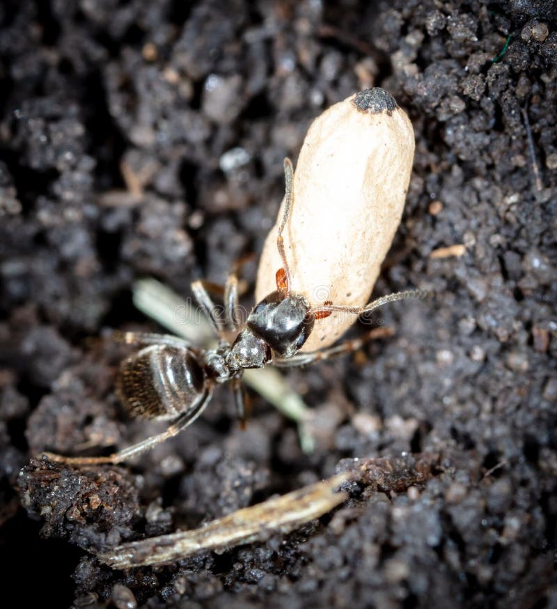 Oeufs De Fourmis Blanche En Nature Photo stock - Image du insecte ...