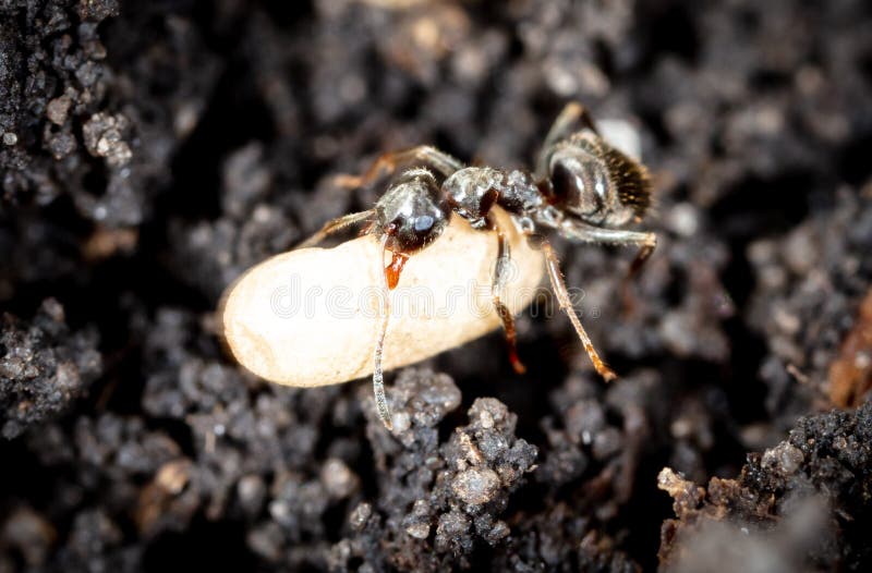 Oeufs De Fourmis Blanche En Nature Image stock - Image du oeuf, animal ...