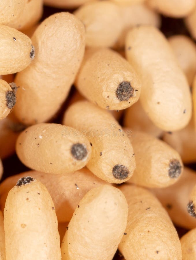 Oeufs De Fourmis Blanches Au Sol. Photo stock - Image du fourmi, oeuf ...