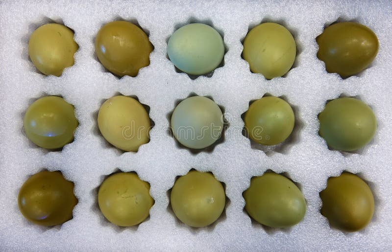 Oeufs du ` s de faisan photo stock. Image du grand, animal - 100496958