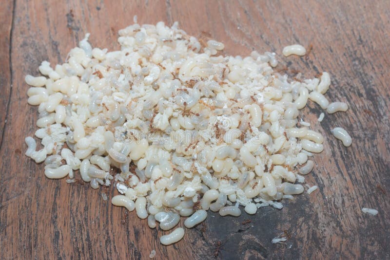 Oeufs Rouges De Fourmis Pour La Cuisson Image stock - Image du ...