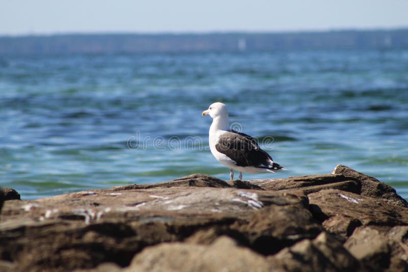 395 Actually Good Stock Photos - Free & Royalty-Free Stock Photos from ...