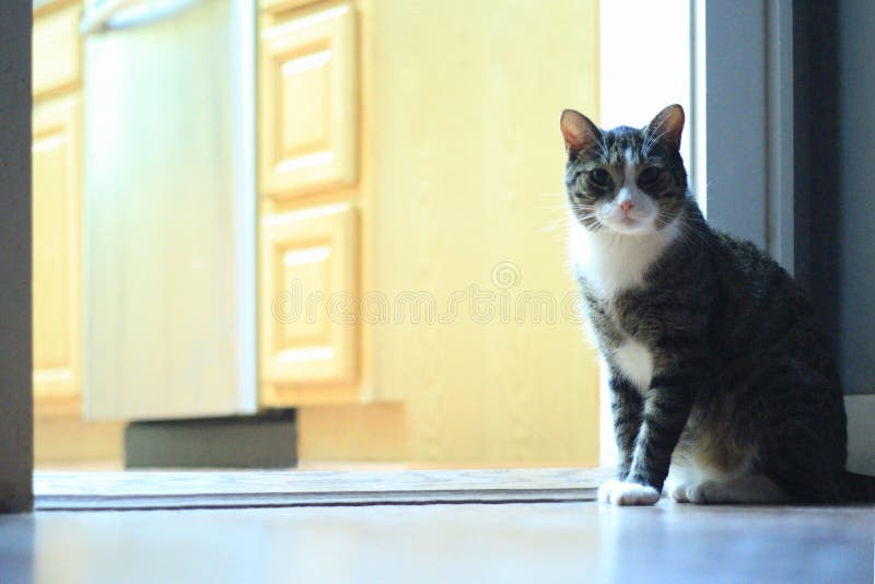 Off Center Background with Cute Cat Waiting at the Kitchen Door at ...