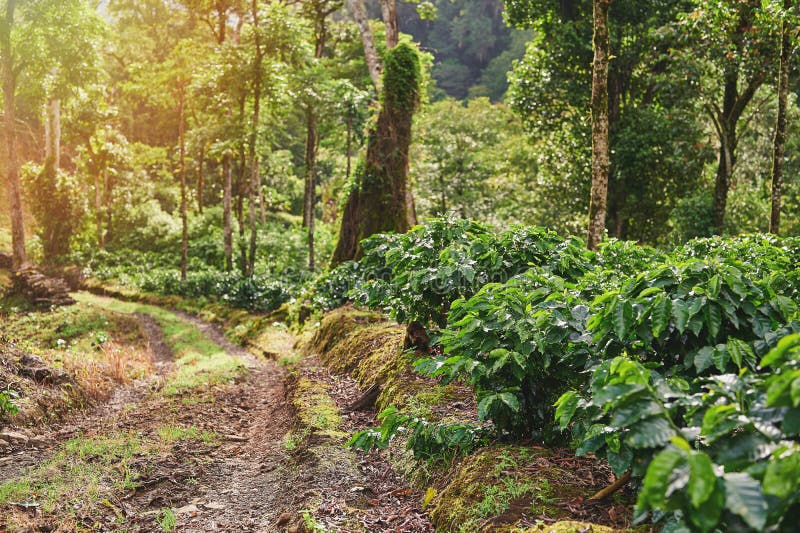 Off Road on Coffee Plantation Stock Image - Image of landscape, farm ...