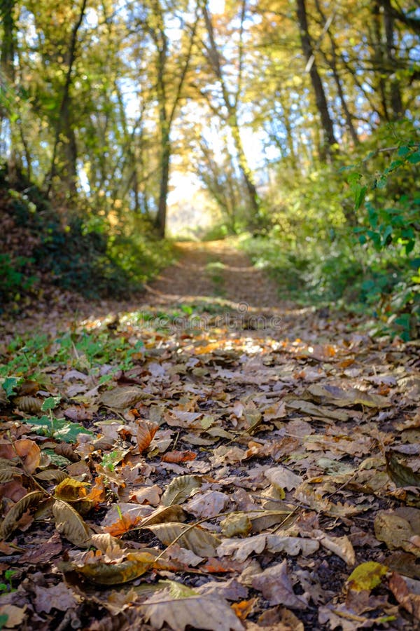 Off Road Path on an Autumn Forest Landscape with Ground Full of Brown ...