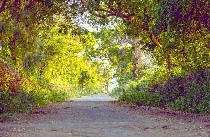 Off road path in forest stock image. Image of nature - 159900539