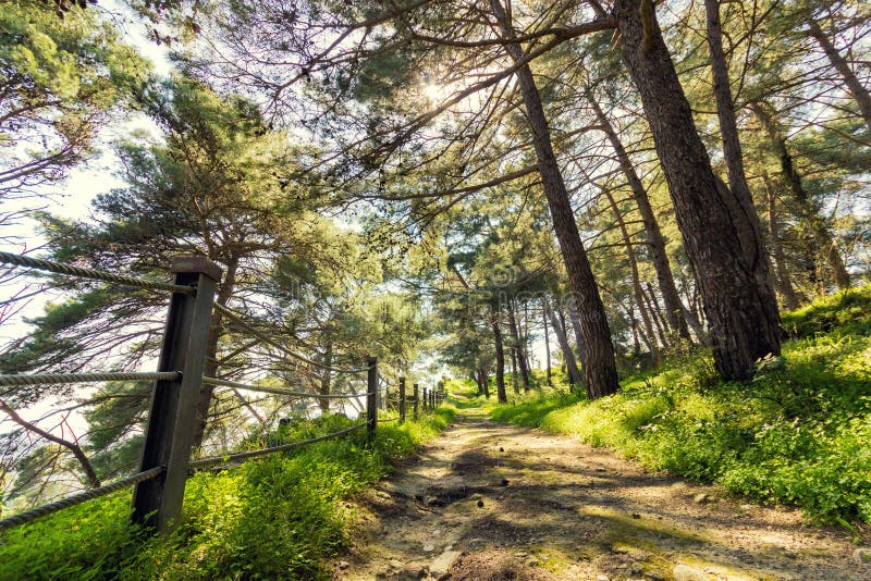 Off Road Path in a Small Forest Stock Photo - Image of shadow, green ...