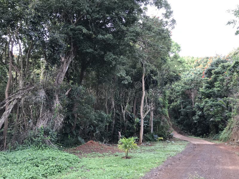 Green path stock photo. Image of path, green, road, trees - 111388036