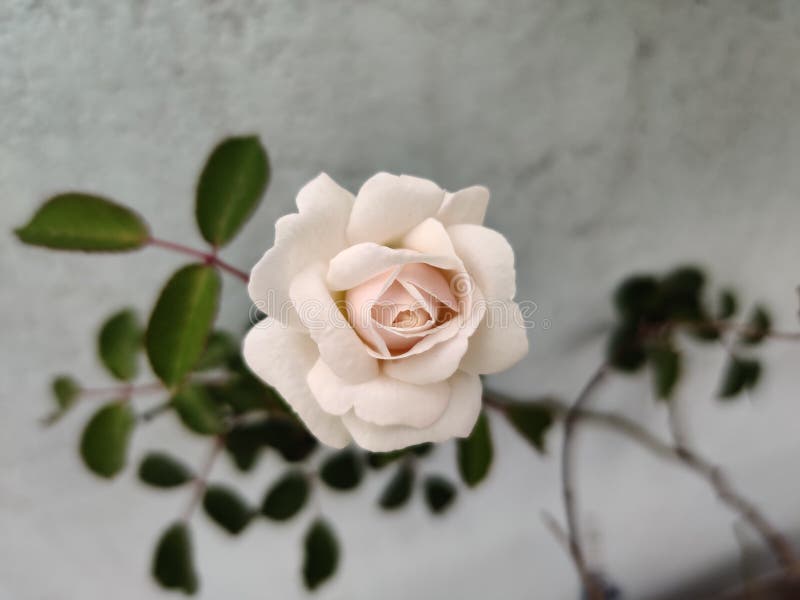 Off white rose stock photo. Image of rose, beautiful - 177892418