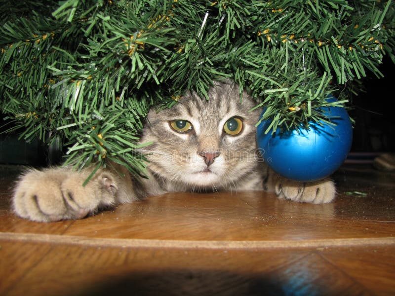 The offended cat stock image. Image of carnivore, animal - 257478387