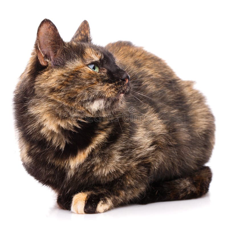 375 Offended Cat Stock Photos - Free & Royalty-Free Stock Photos from ...