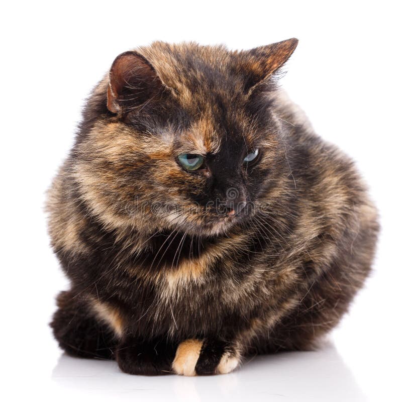 375 Offended Cat Stock Photos - Free & Royalty-Free Stock Photos from ...