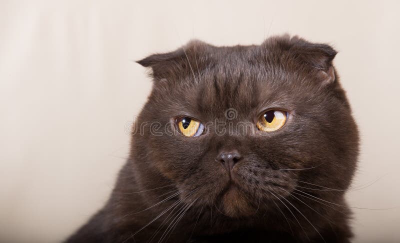 Offended Chocolate Cat Stock Photos - Free & Royalty-Free Stock Photos ...
