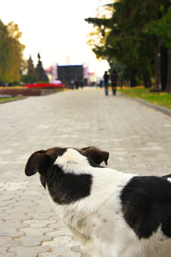 Offended Dog Finds the Freedom from Its Masters Stock Image - Image of ...