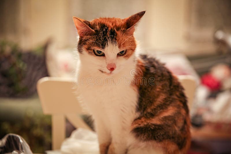 Offended Tricolor Cat with Red Spot on the Nose Stock Photo - Image of ...