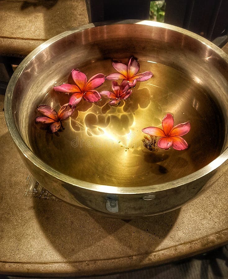 Offering Bowl Containing Frangipani Flowers in Water Stock Photo ...