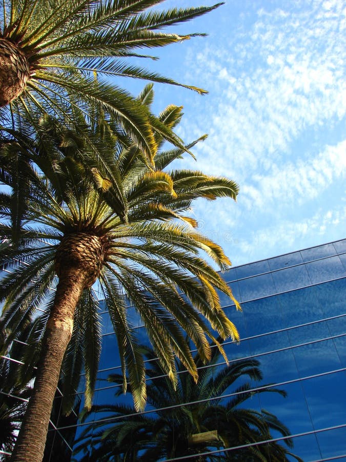 Office Building with Palm Trees Stock Photo - Image of development ...