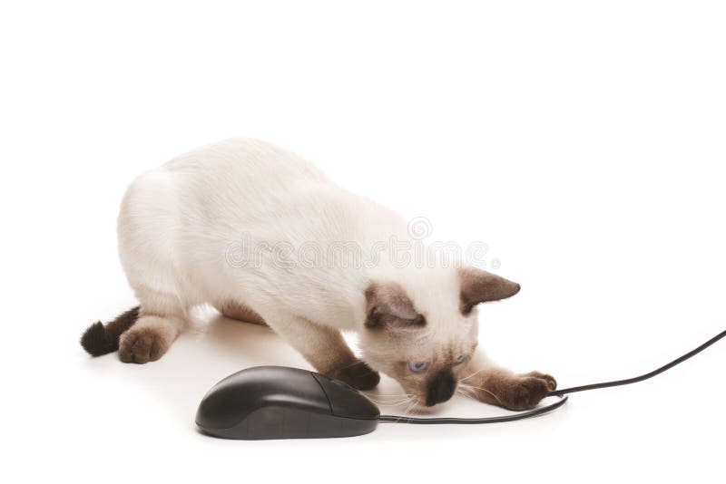 Office Cat stock image. Image of black, kitty, kitten - 12616237