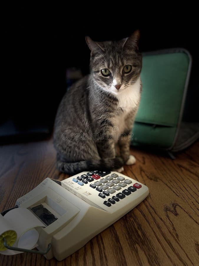 Office cat stock photo. Image of office, desk, sitting - 247023828