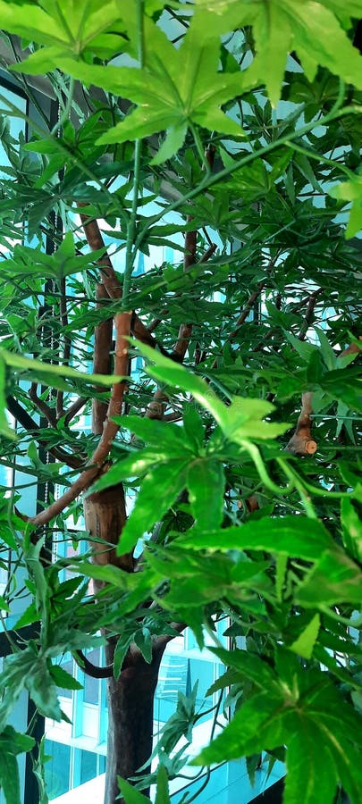 Office Green Tree Decortion Stock Image - Image of tree, decor: 226220549