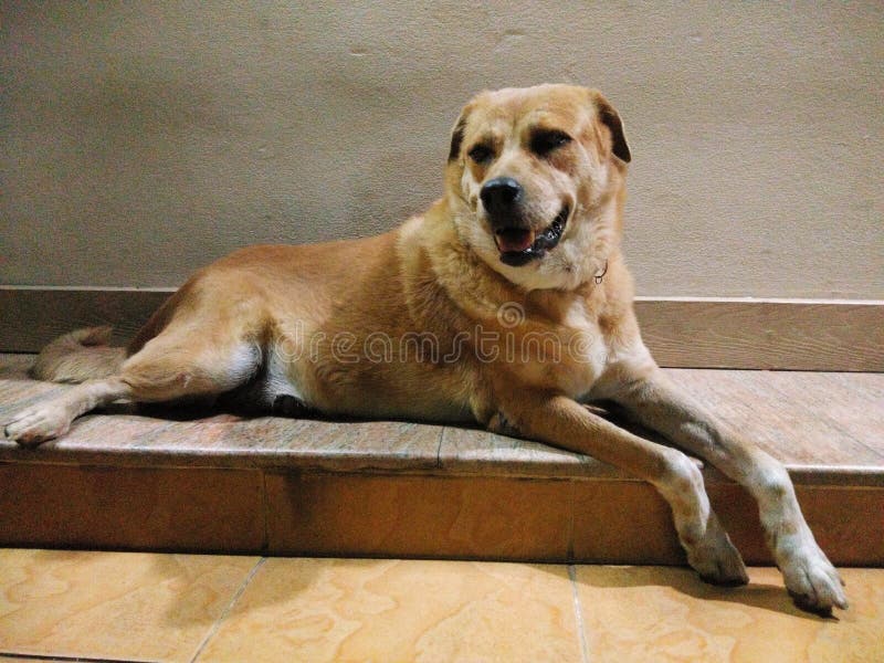 Office guard dog stock image. Image of snout, guard - 254224641