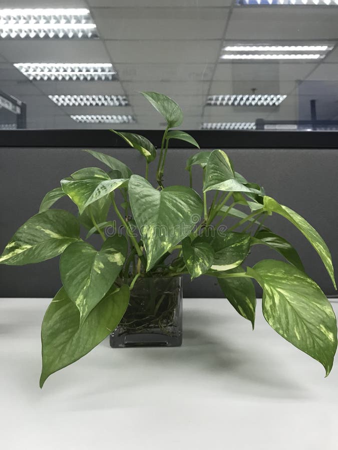 Office Plants stock image. Image of office, table, leaves - 103363997