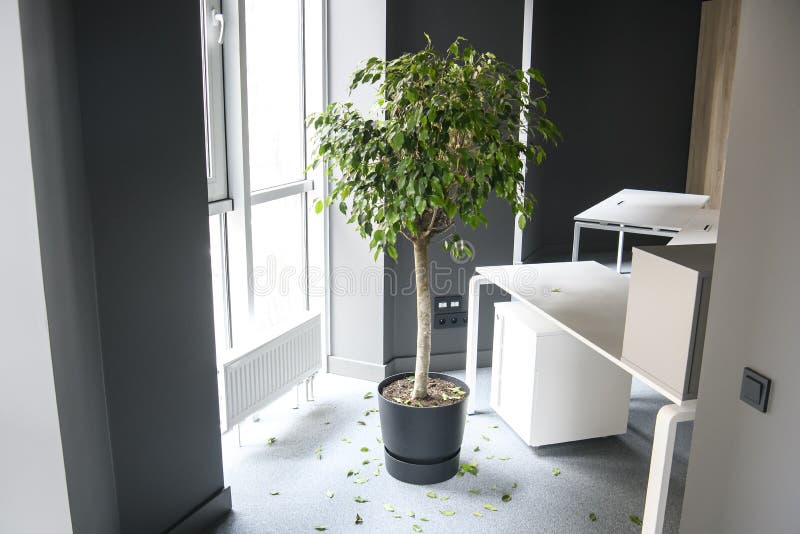 Office Space with a Ficus Tree in a Pot Stock Photo - Image of ...