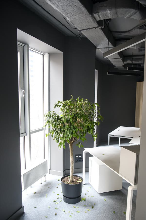 Office Space with a Ficus Tree in a Pot Stock Photo - Image of ...