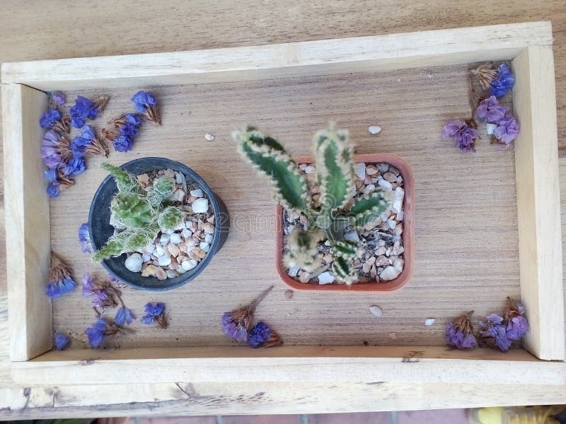 Office tree decor stock photo. Image of decor, flower - 84719038