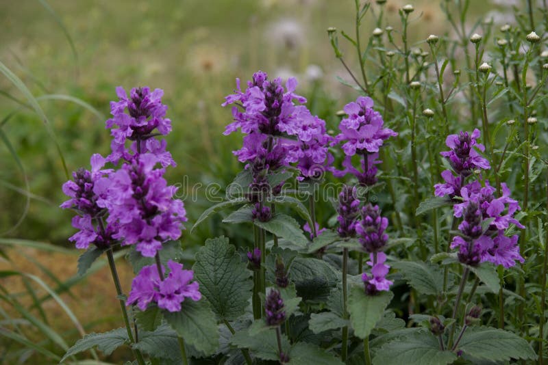 Betonica Officinalis, Nombres Comunes Betony, BetonÃ­a PÃºrpura ...